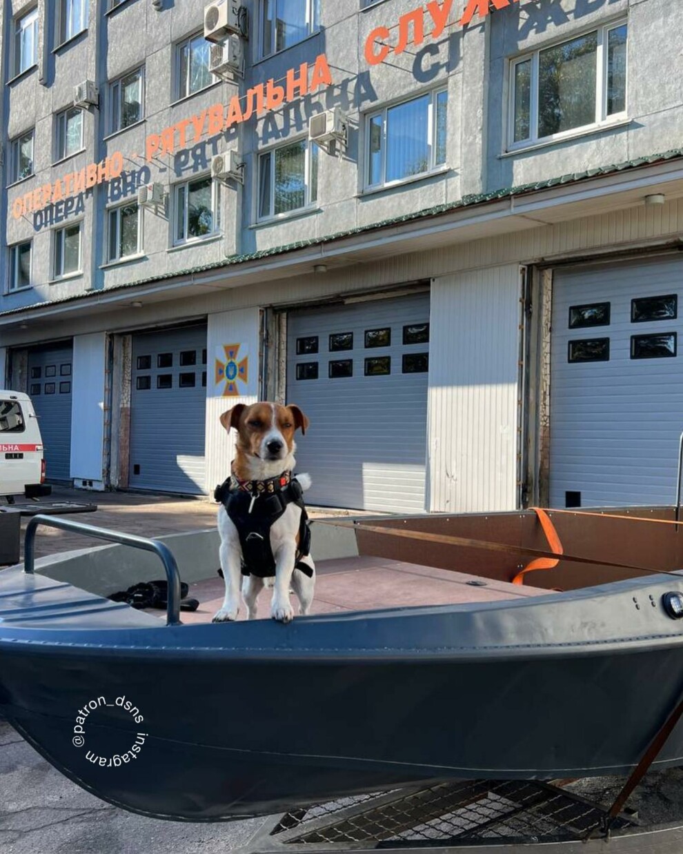 «Пес доброї волі»: Патрон першим у світі отримав титул UNICEF? ajnj ...